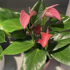 Anthurium karma pink